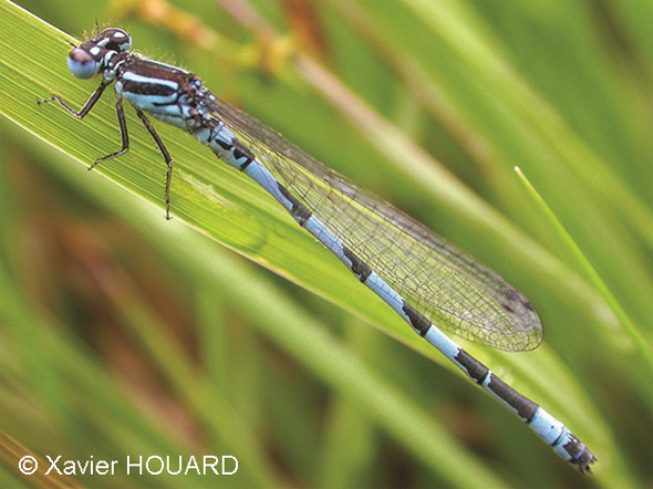 Agrion De Mercure Coenagrion Mercuriale Trame Verte Et Bleue